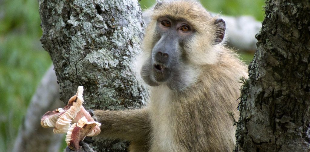 primate study explores who eats what and when